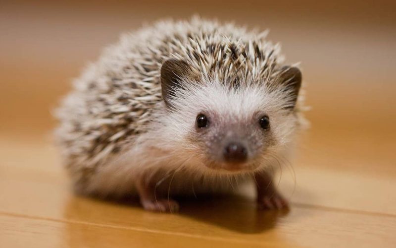 Comprehensive Hedgehog Care Guide