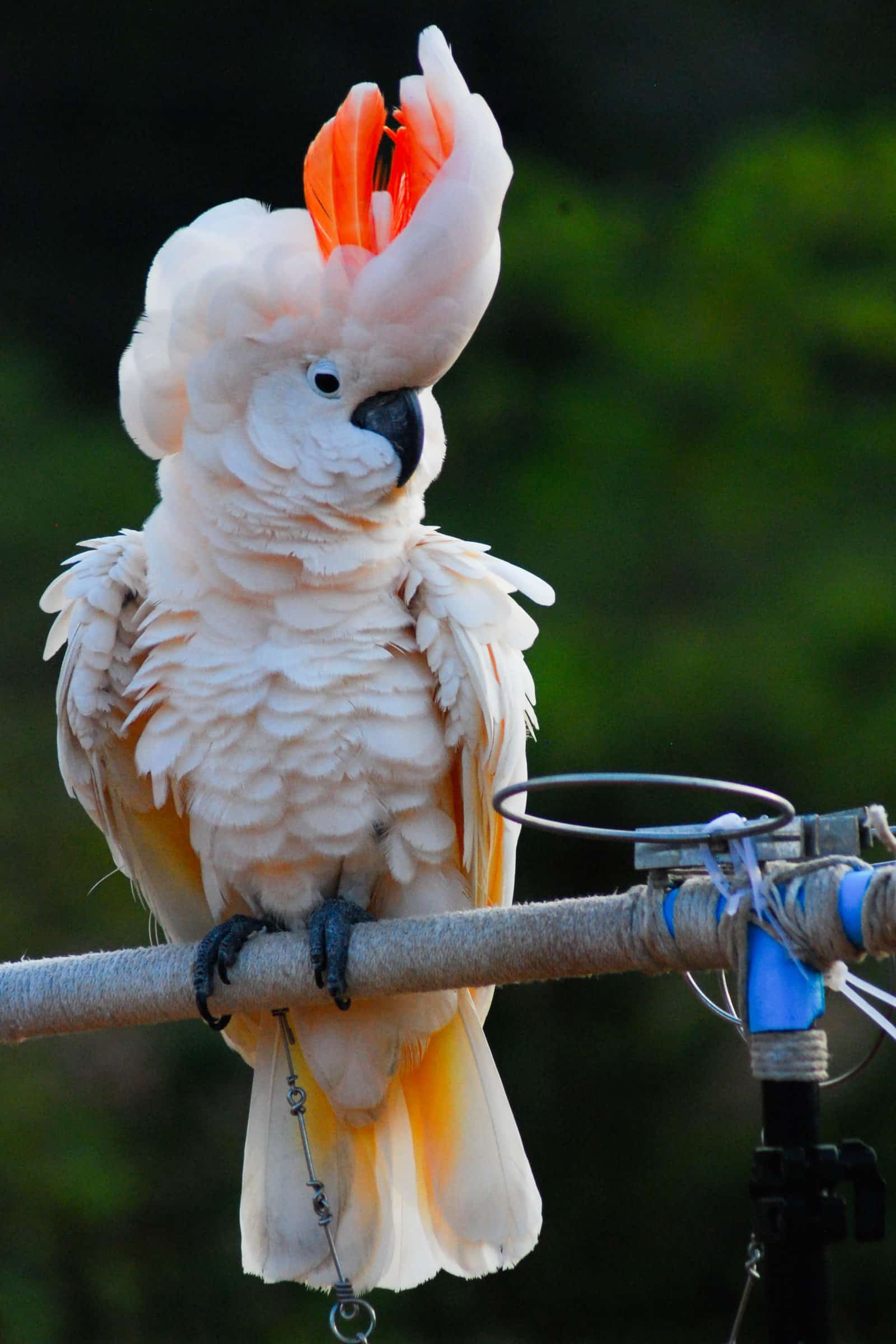 10 Types of Cockatoos That Make the Best Pets in 2022