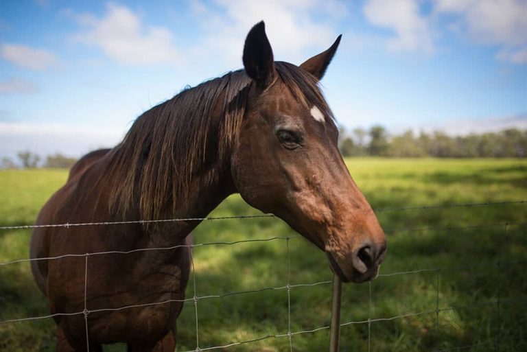 13 Animals With Big Heads and Their Pictures