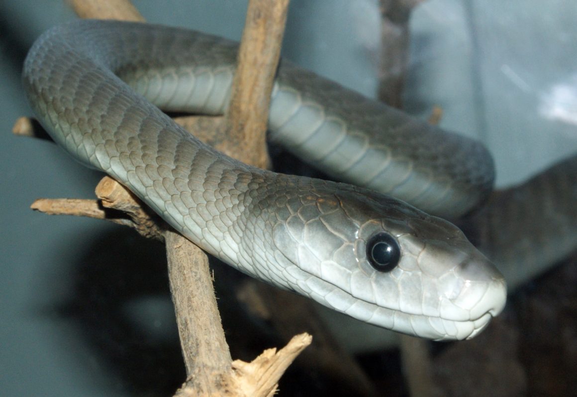 23 Different Types of Snakes in Africa