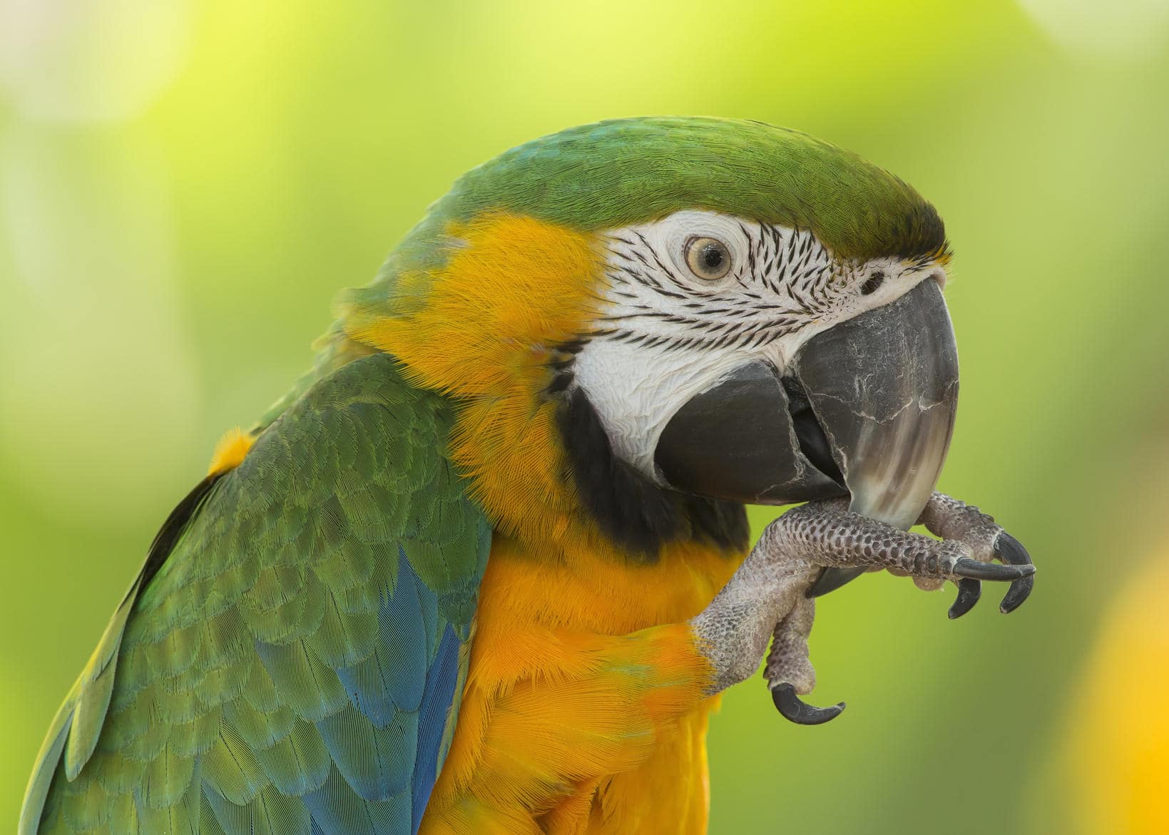 Parrot Fever (Psittacosis): Causes, Symptoms, and Treatment