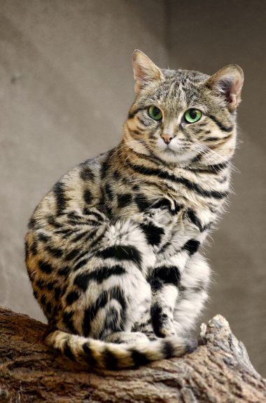 The Black-footed Cat: Profile and Information