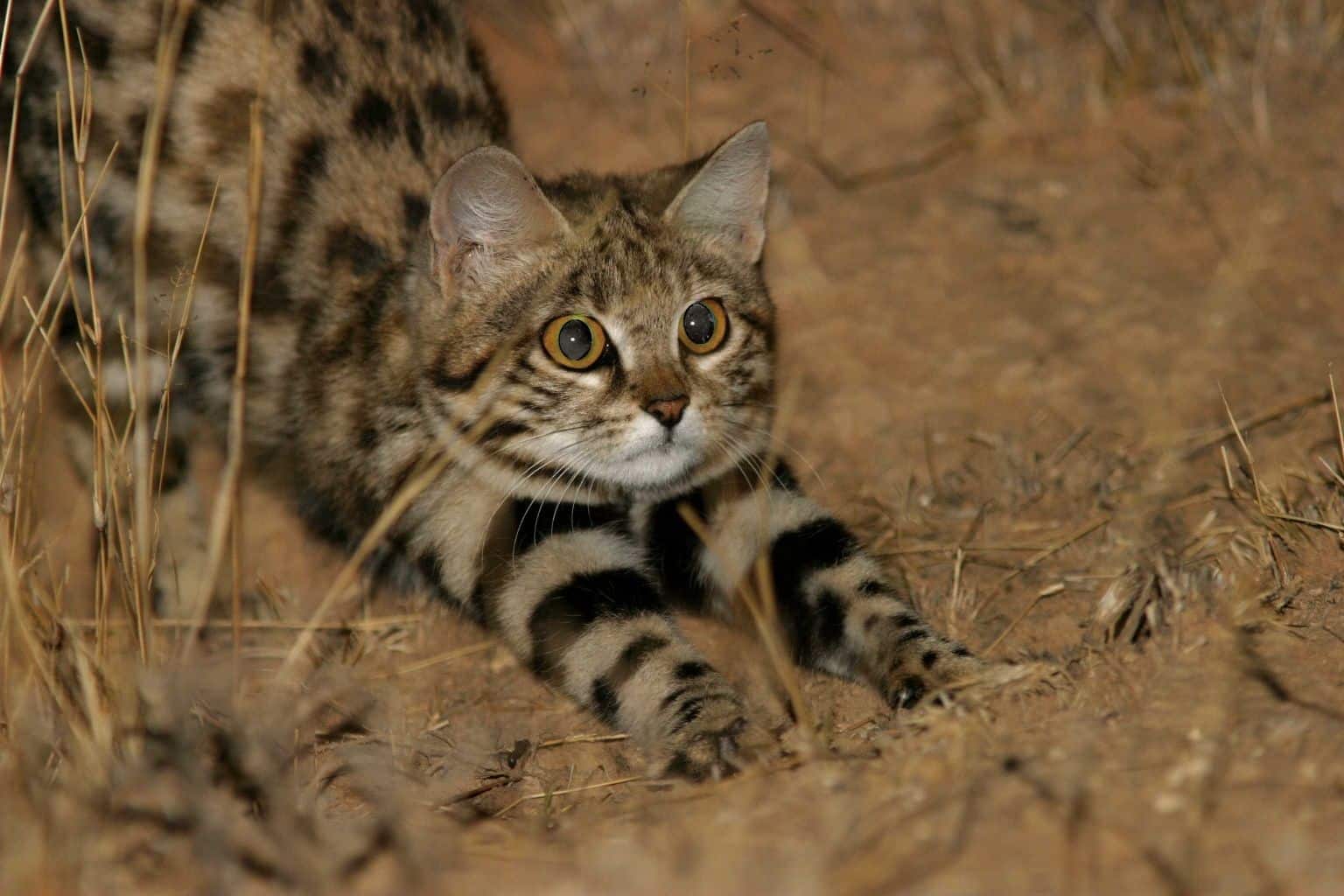 The Black-footed Cat: Profile and Information