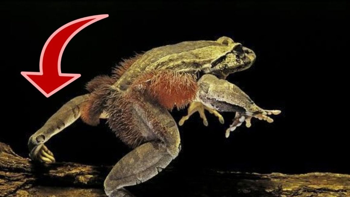 Horror Frog: Profile and Information