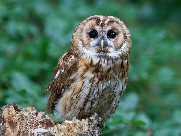 7 Birds With Big Eyes and Their Pictures