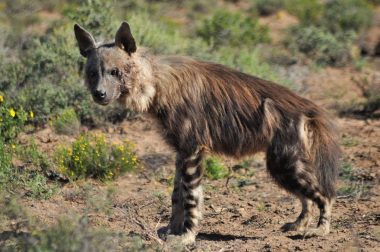Brown Hyena (Hyaena Brunnea): Profile and Information