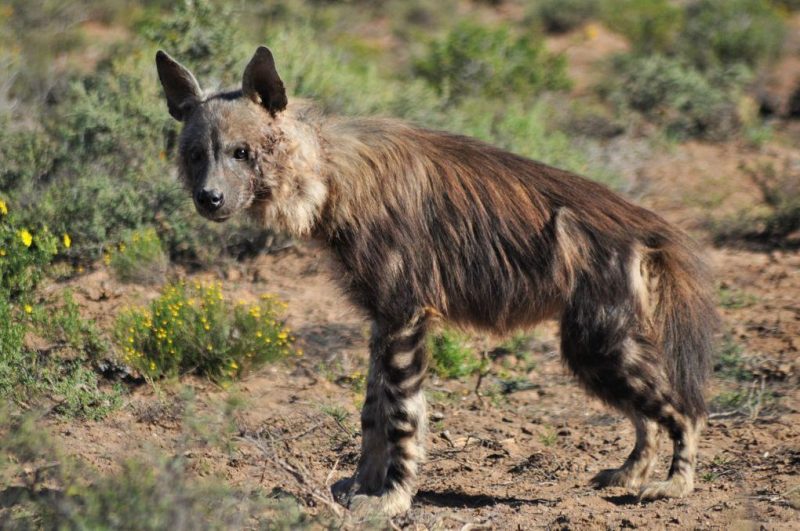 Brown Hyena (Hyaena Brunnea): Profile and Information