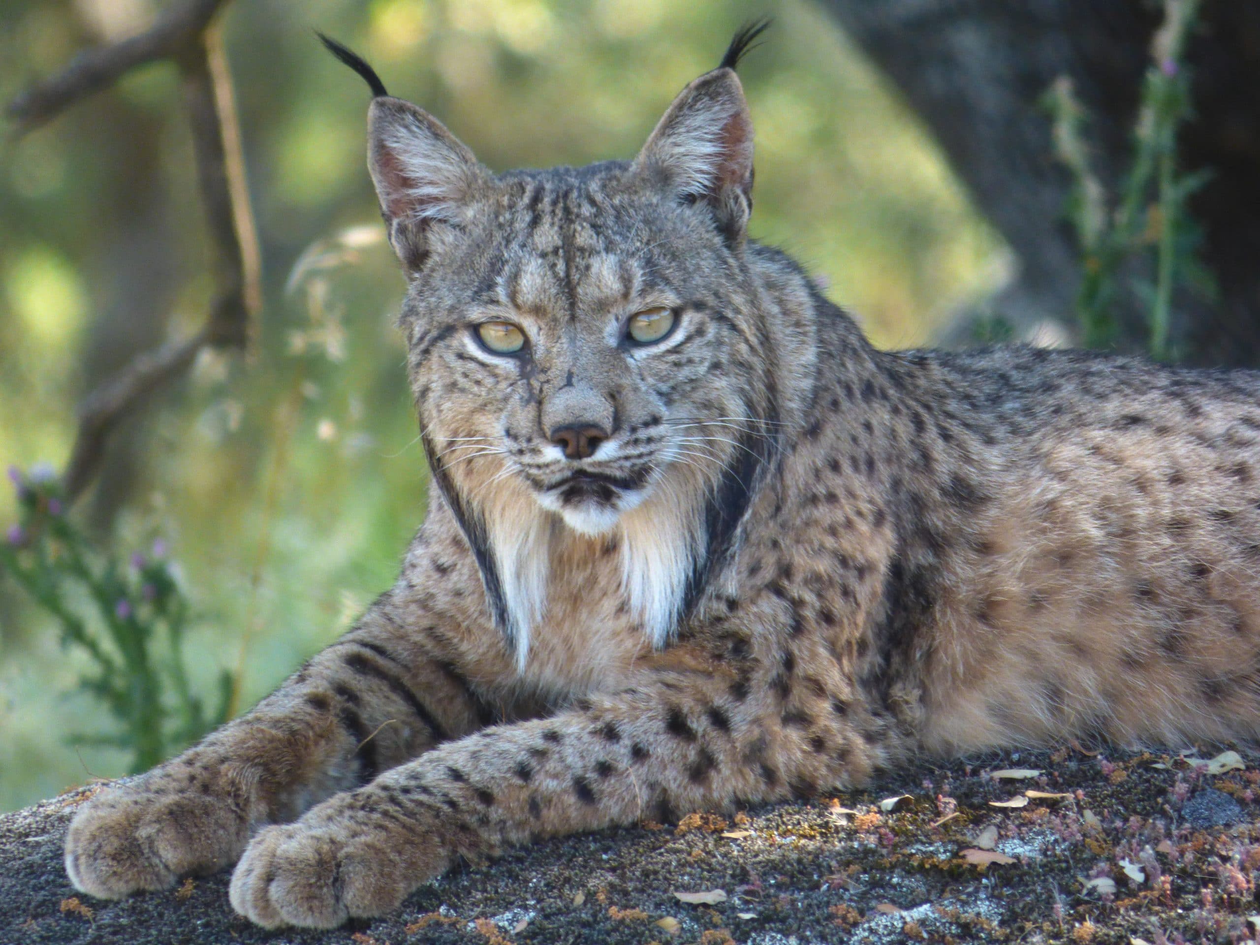 Iberian Lynx: Profile and Information