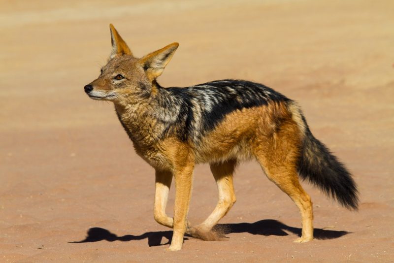 Jackal: Profile and Information