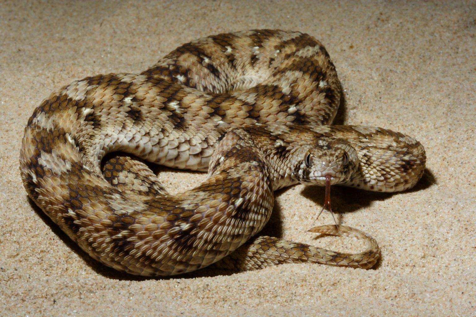 25 Most Poisonous and Venomous Animals in the World
