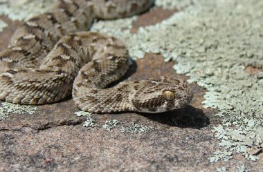 Carpet Viper Profile and Information