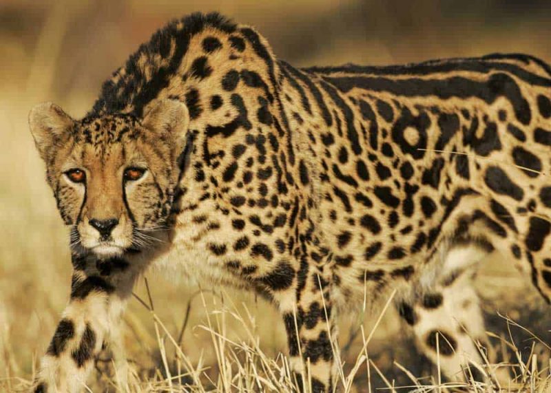10 Animals With Spots and Their Pictures