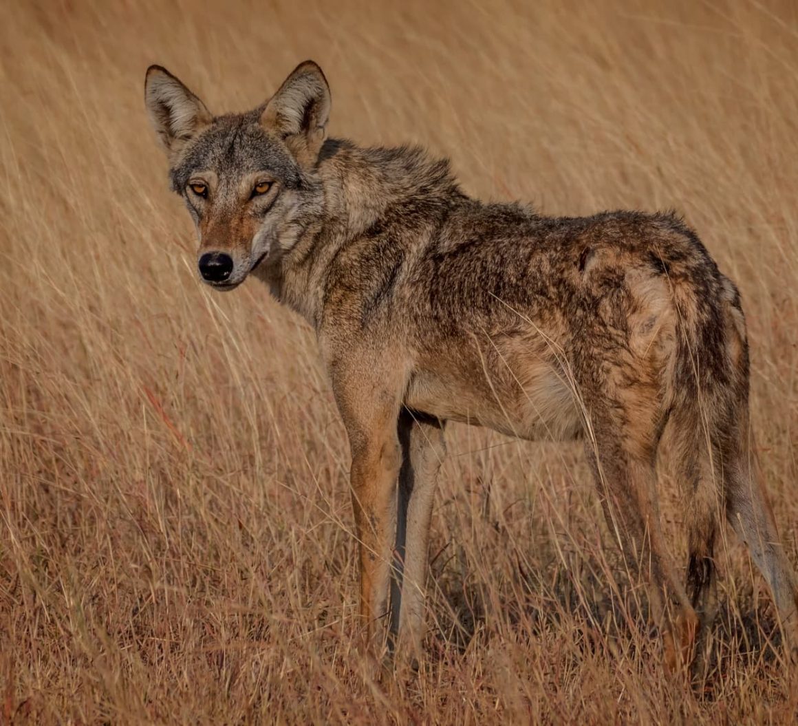 Indian Wolf: Profile and Information