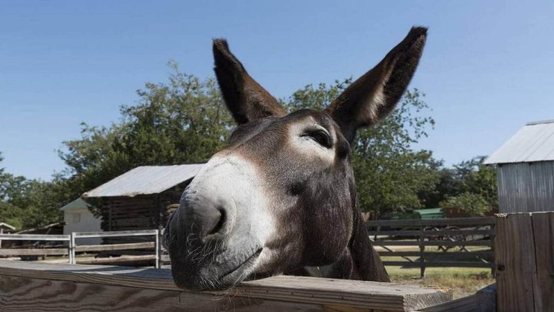 Mule: Profile and Information