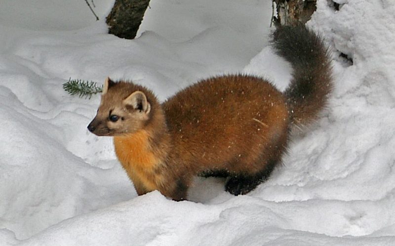 American Marten: Profile and Information