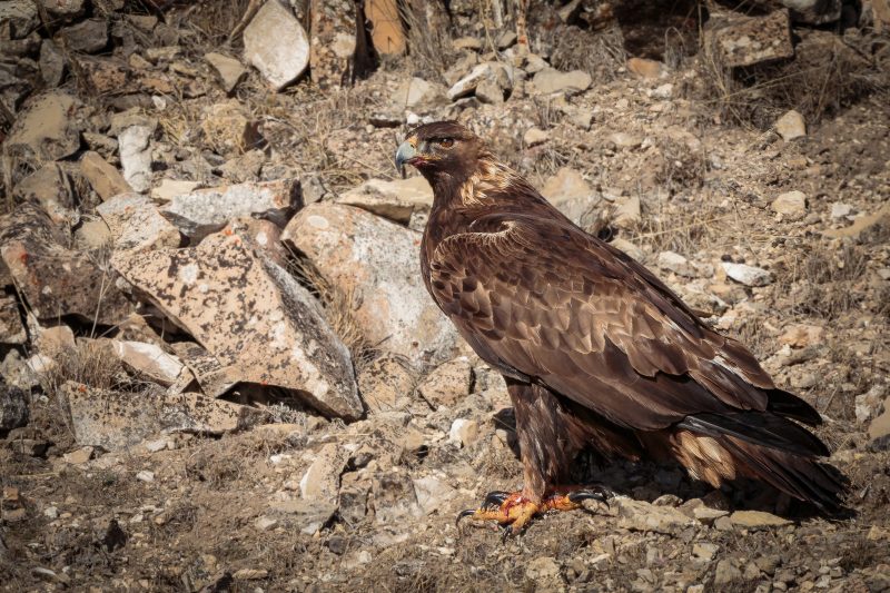 15 Fastest Birds in the World (With Pictures)