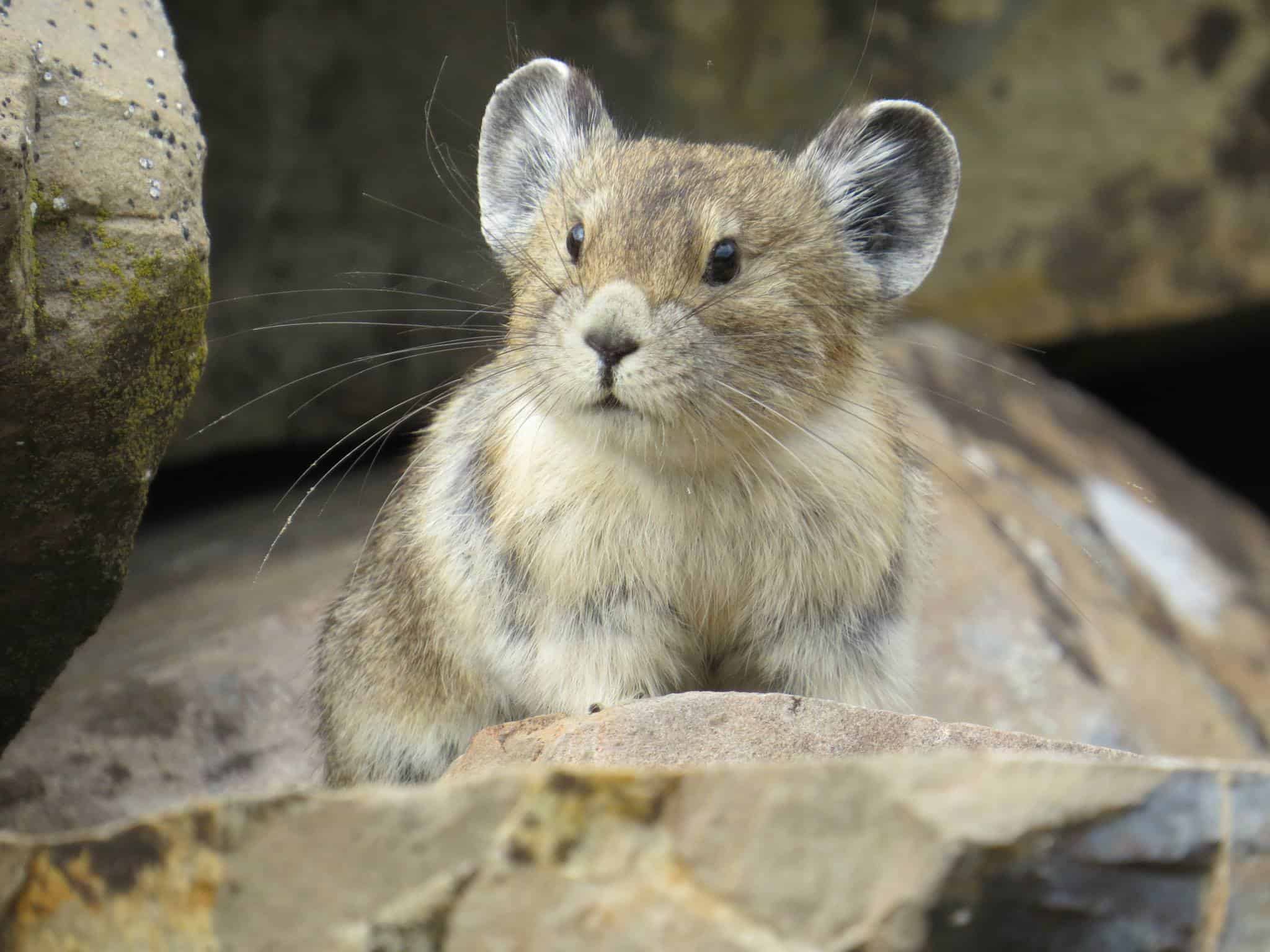 American Pika: Profile and Information