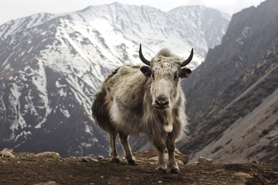 Domestic Yak: Profile and Information