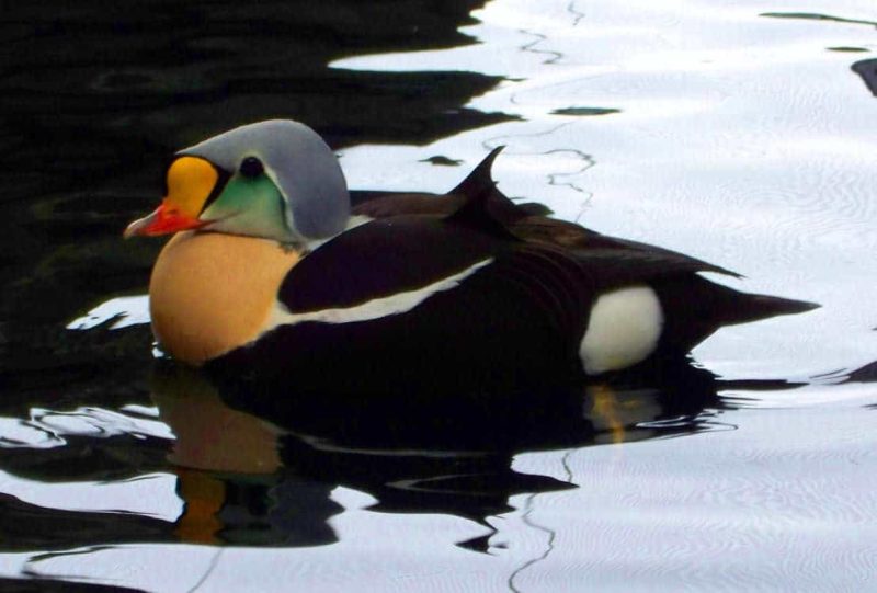 15 Fastest Birds in the World (With Pictures)