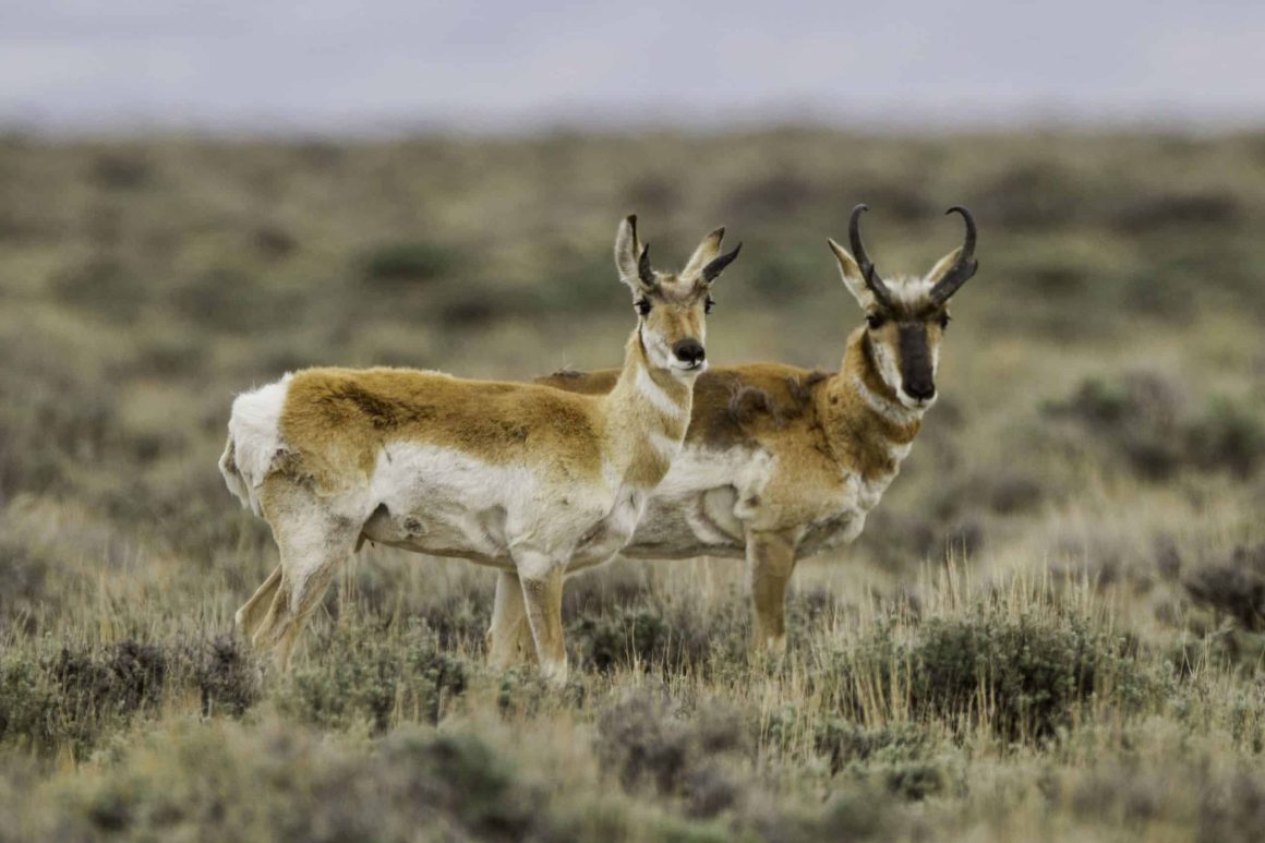20 Fastest Animals in the World (With Pictures)