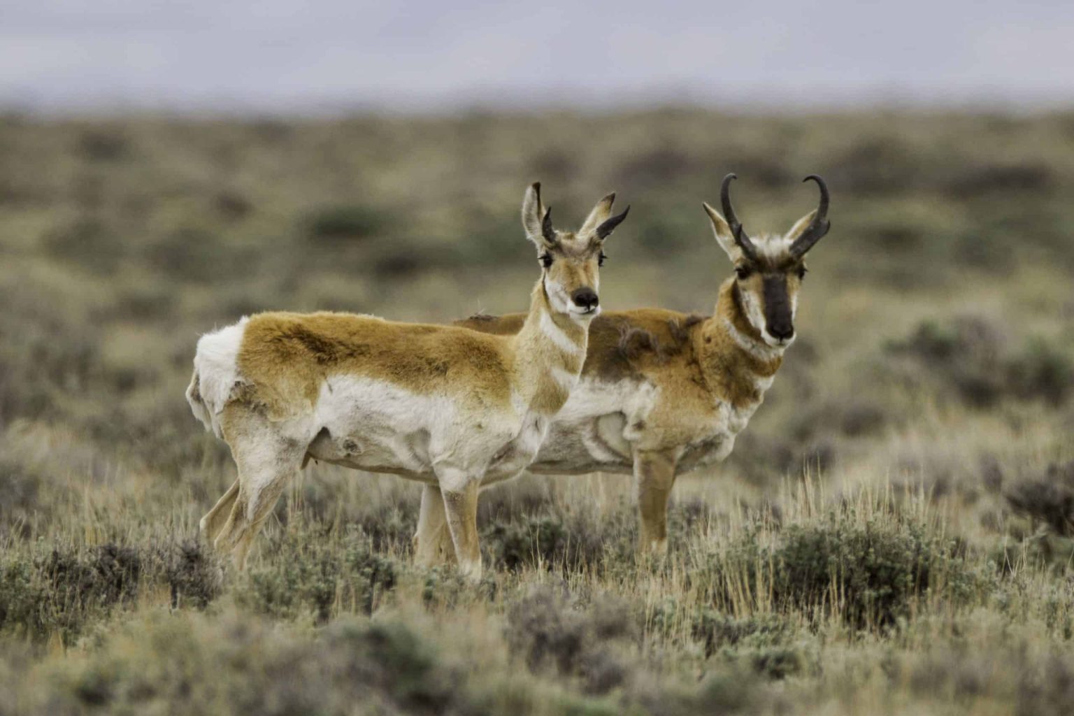 20 Fastest Animals in the World (With Pictures)