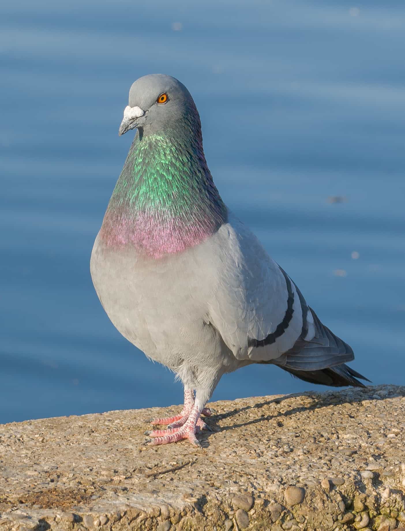 Rock Dove: Profile and Information