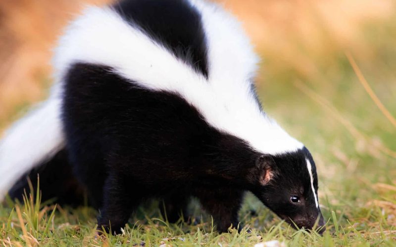 Skunk: Profile and Information