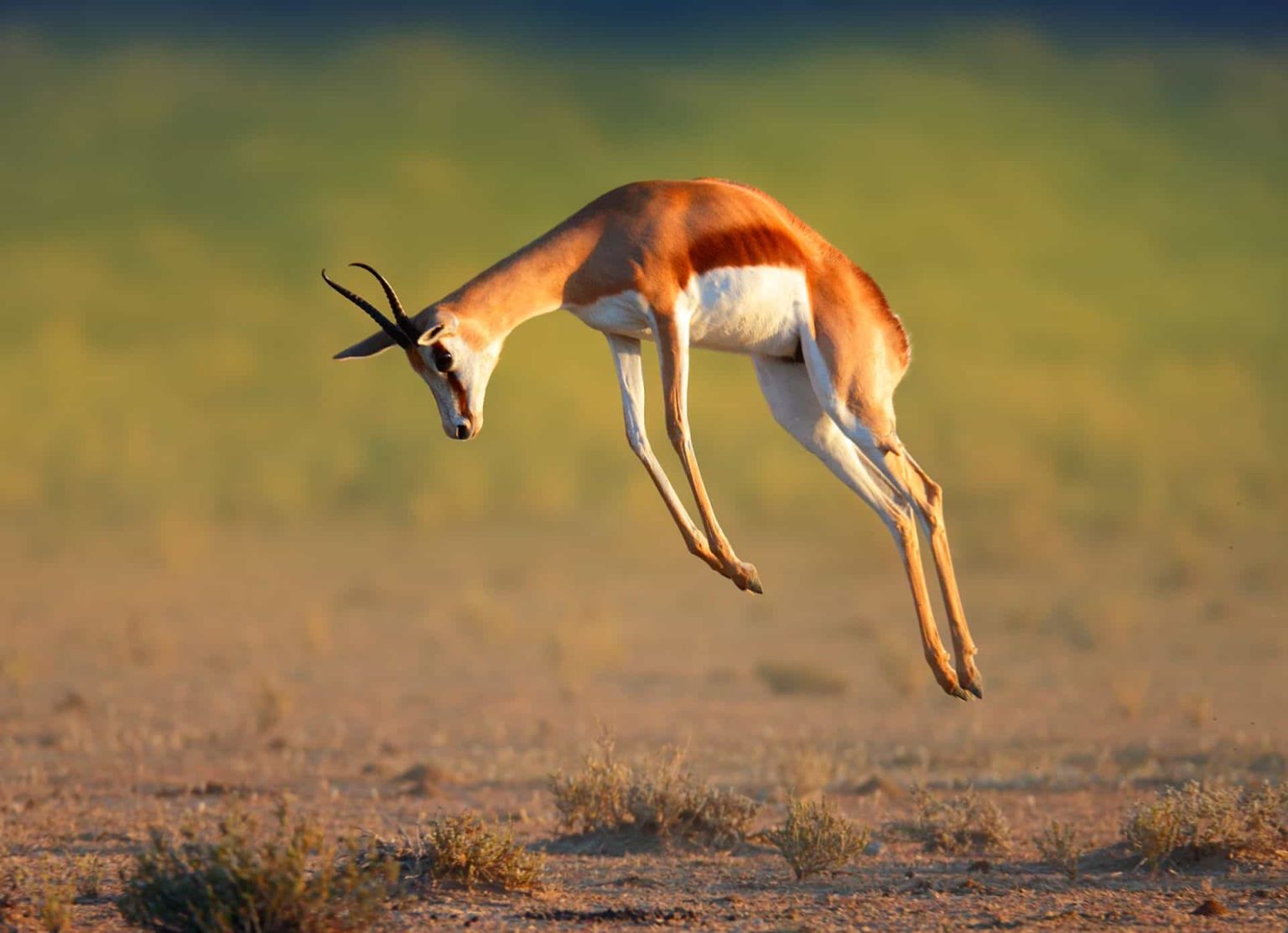 20 Fastest Animals in the World (With Pictures)