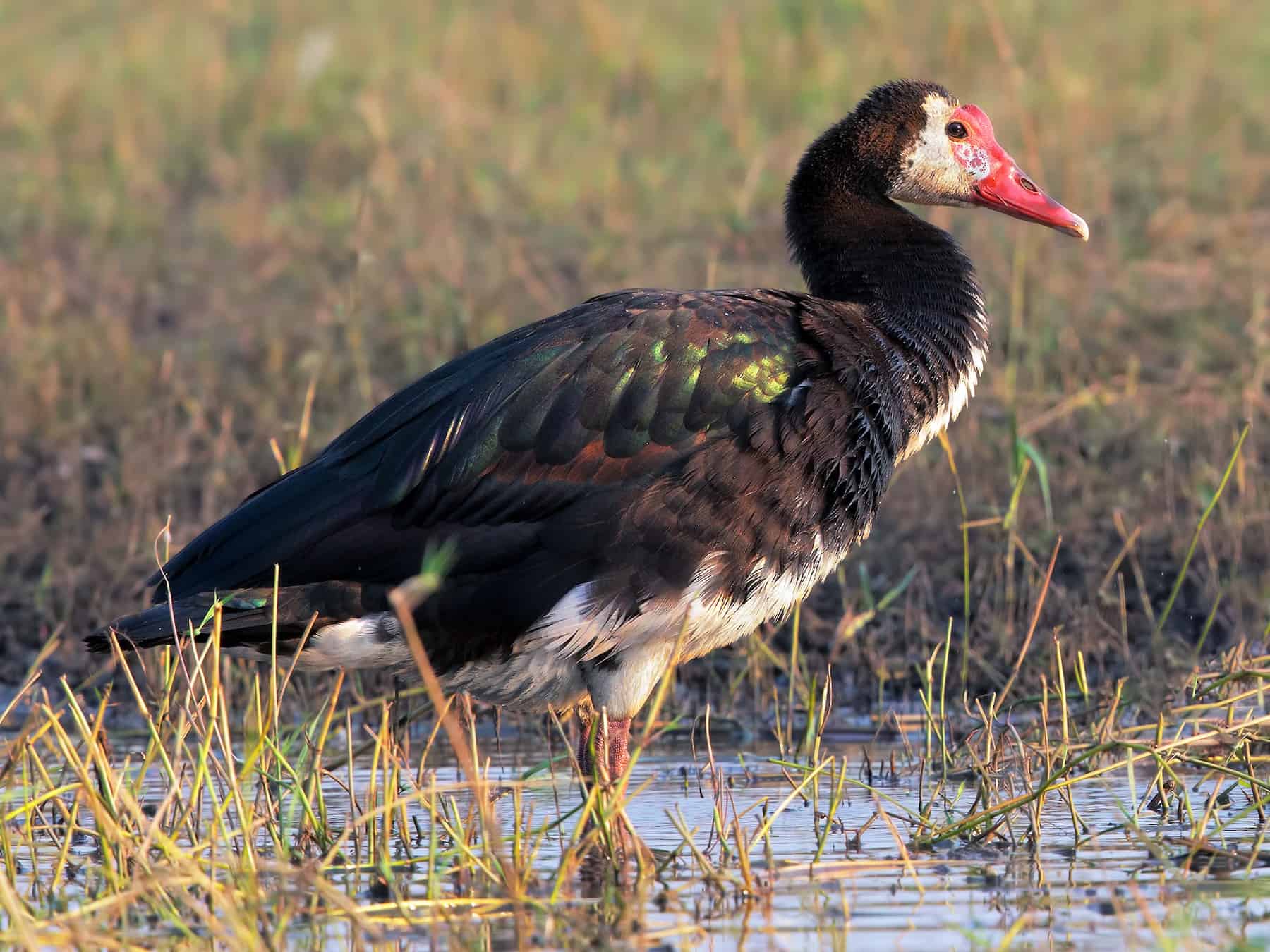 Spur-winged Goose: Profile and Information