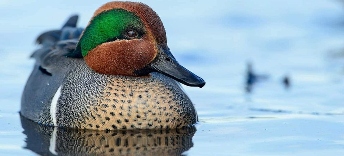 15 Fastest Birds in the World (With Pictures)