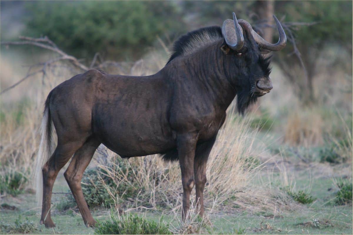 Black Wildebeest Profile And Information