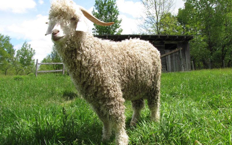 Angora Goat: Profile and Information