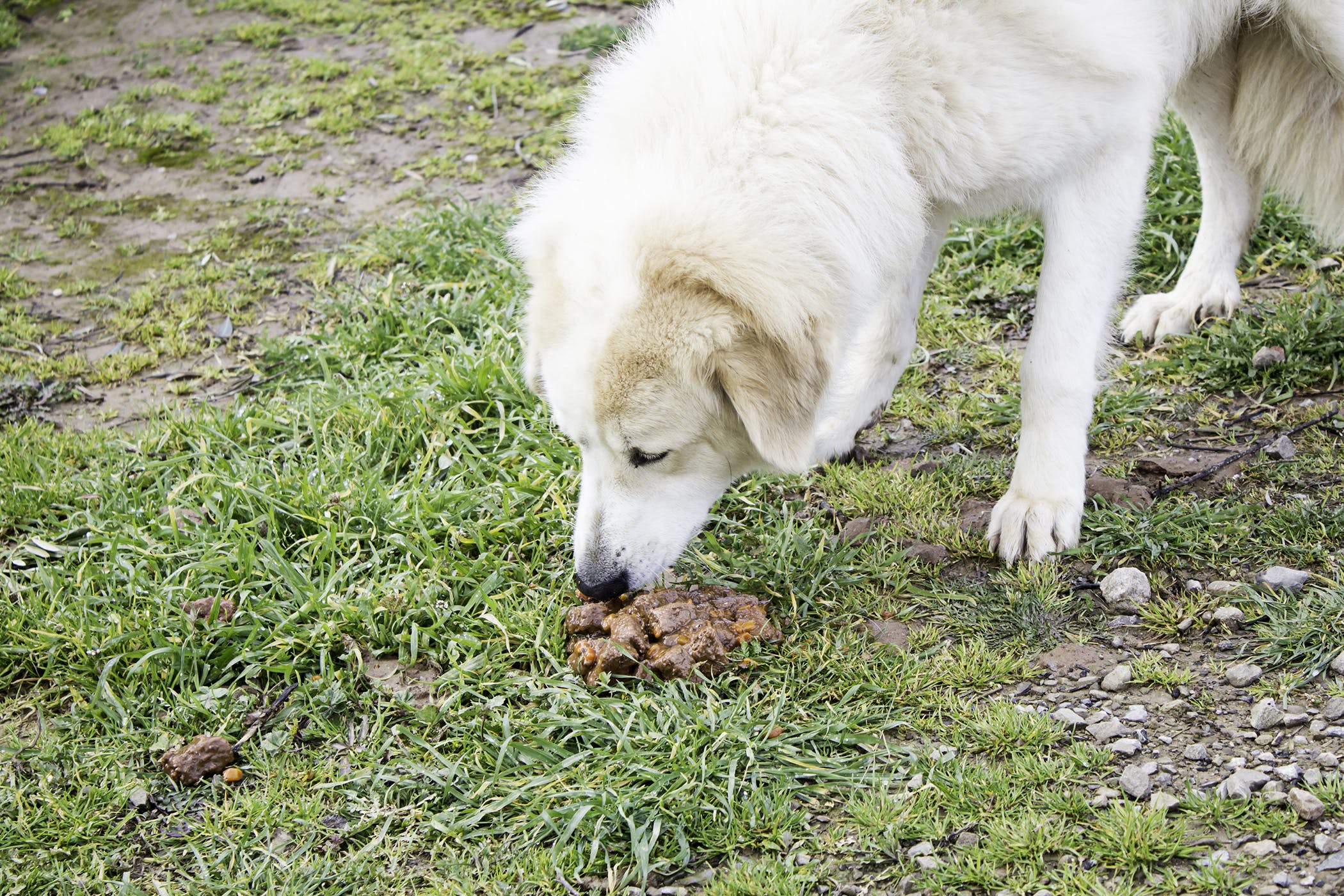Coprophagia in Dogs: What Causes a Dog to Eat Poop?