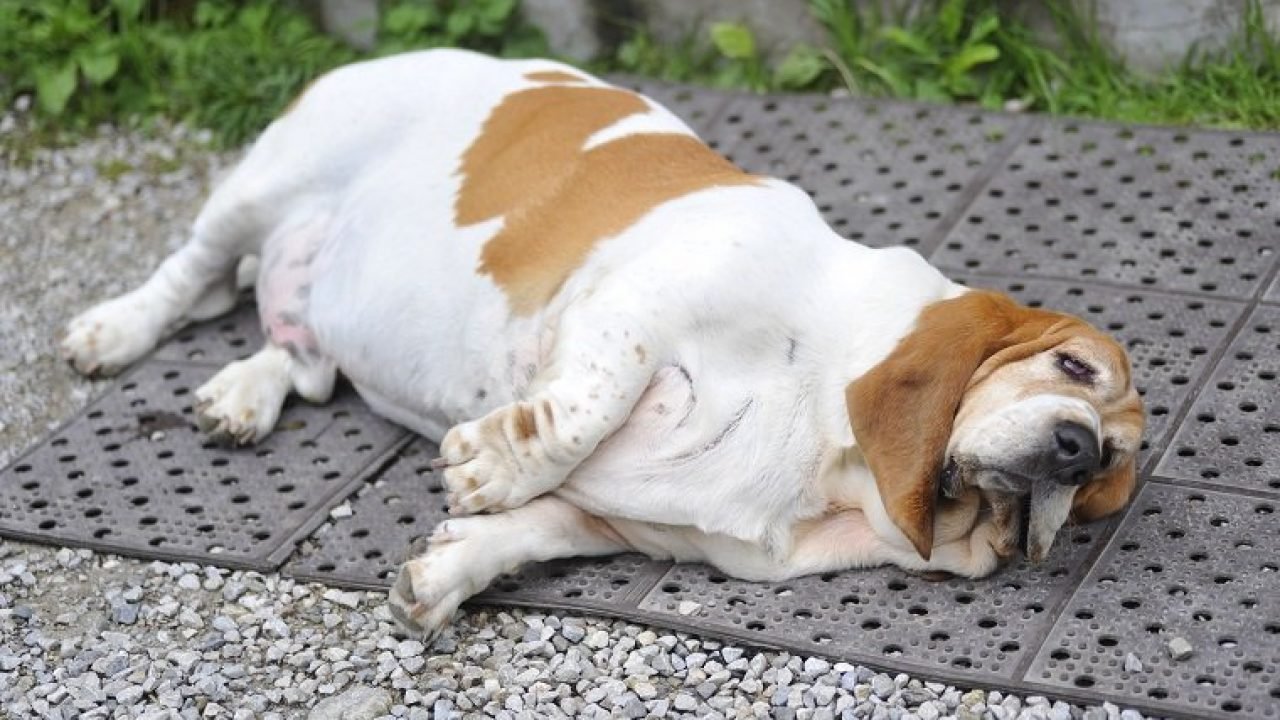 Hypothyroidism in Dogs: Symptoms and Treatment