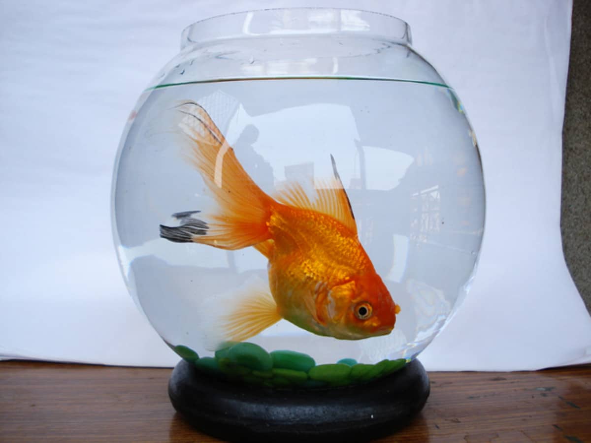 How to Clean a Small Fish Bowl?