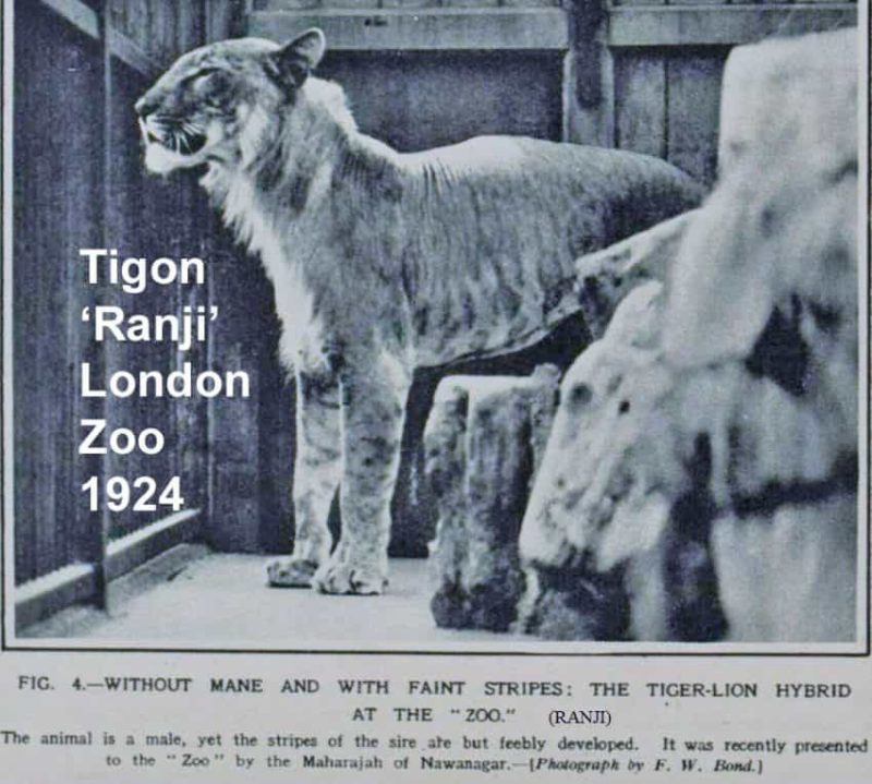 Tigon: Profile and Information