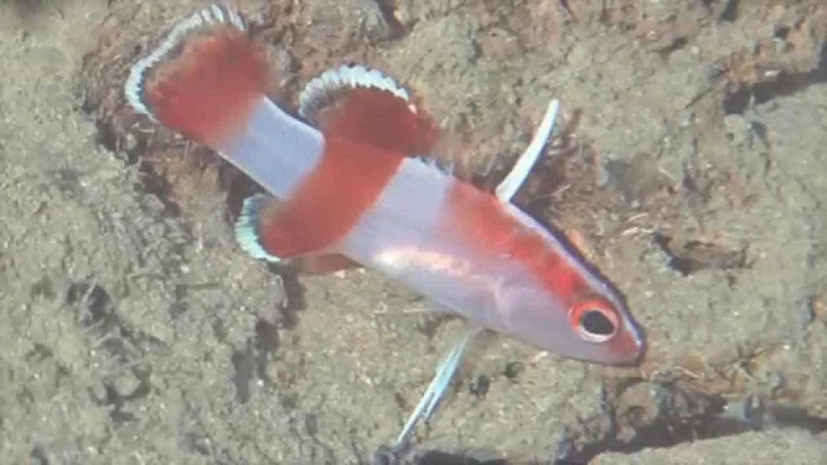 20 Most Expensive Fish in the World (With Pictures)