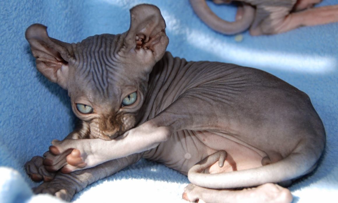 7 Most Popular Hairless Cat Breeds in the World