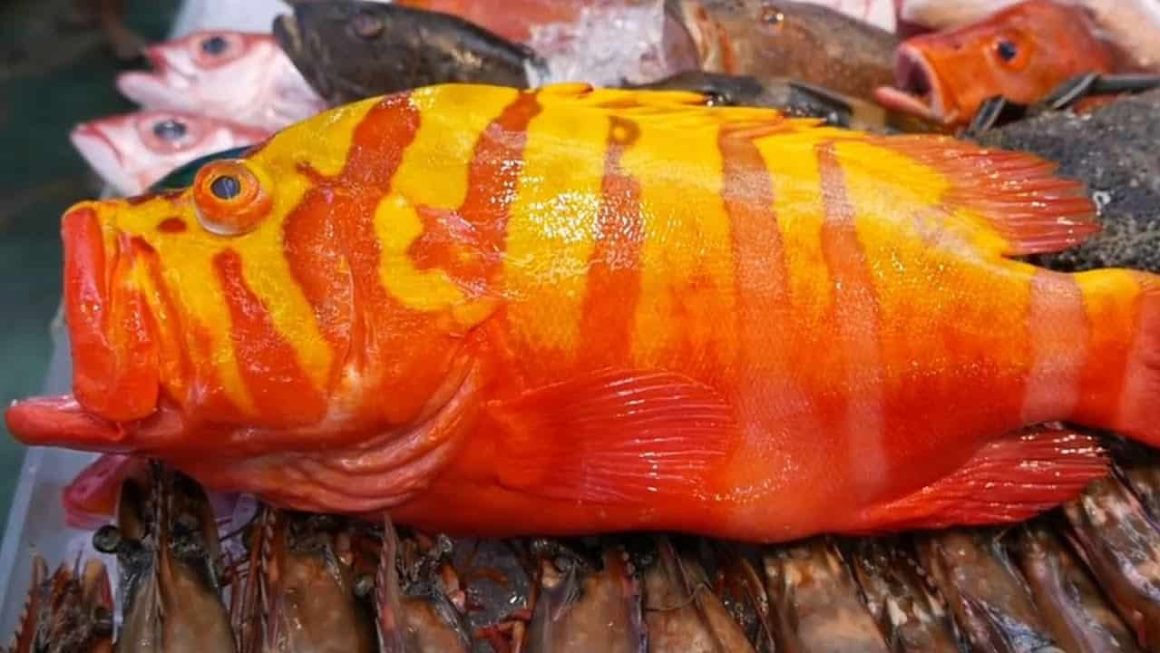 20 Most Expensive Fish in the World (With Pictures)