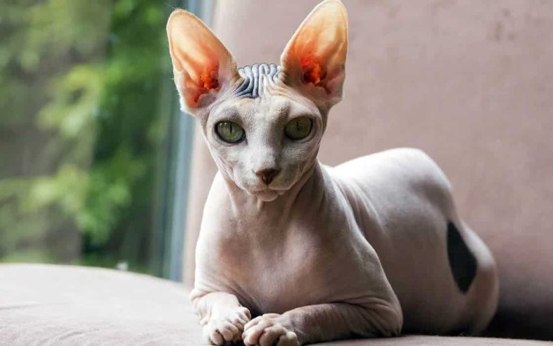 7 Most Popular Hairless Cat Breeds in the World