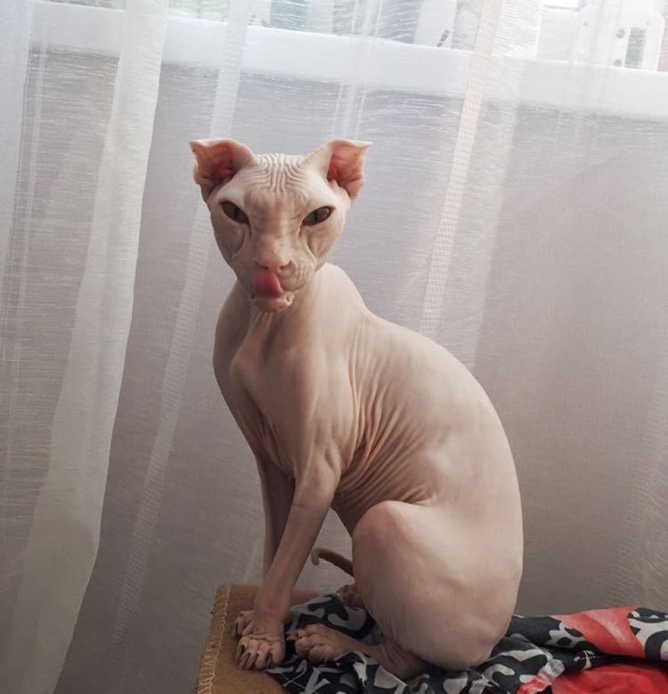 7 Most Popular Hairless Cat Breeds in the World