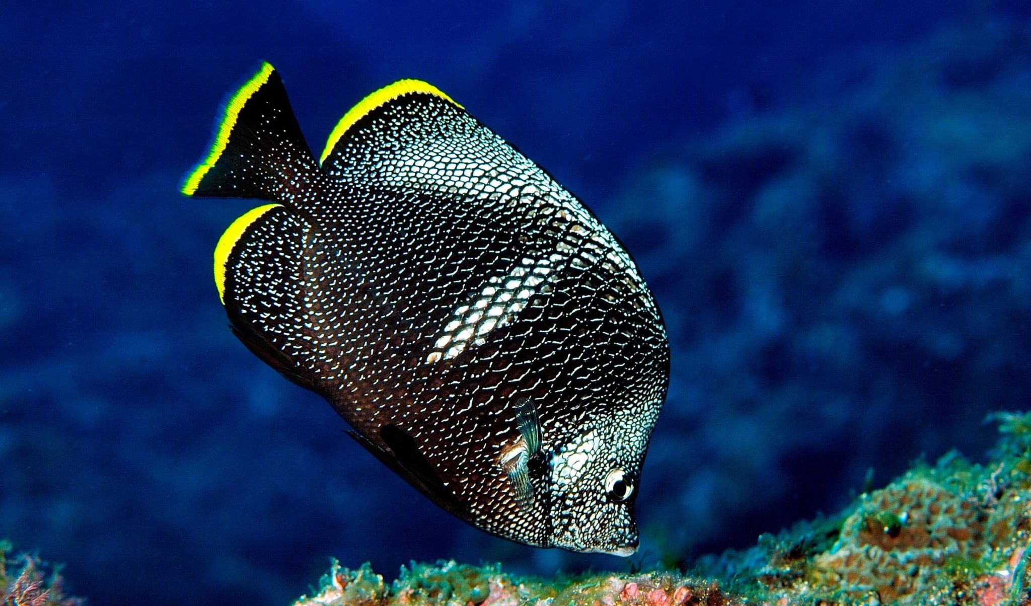 20 Most Expensive Fish in the World (With Pictures)