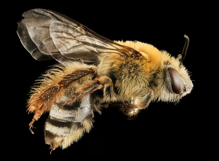 13 Types of Bees in Iowa (With Pictures)