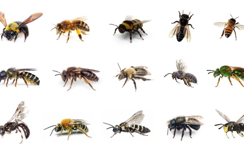 18 Different Types of Bees (With Pictures)