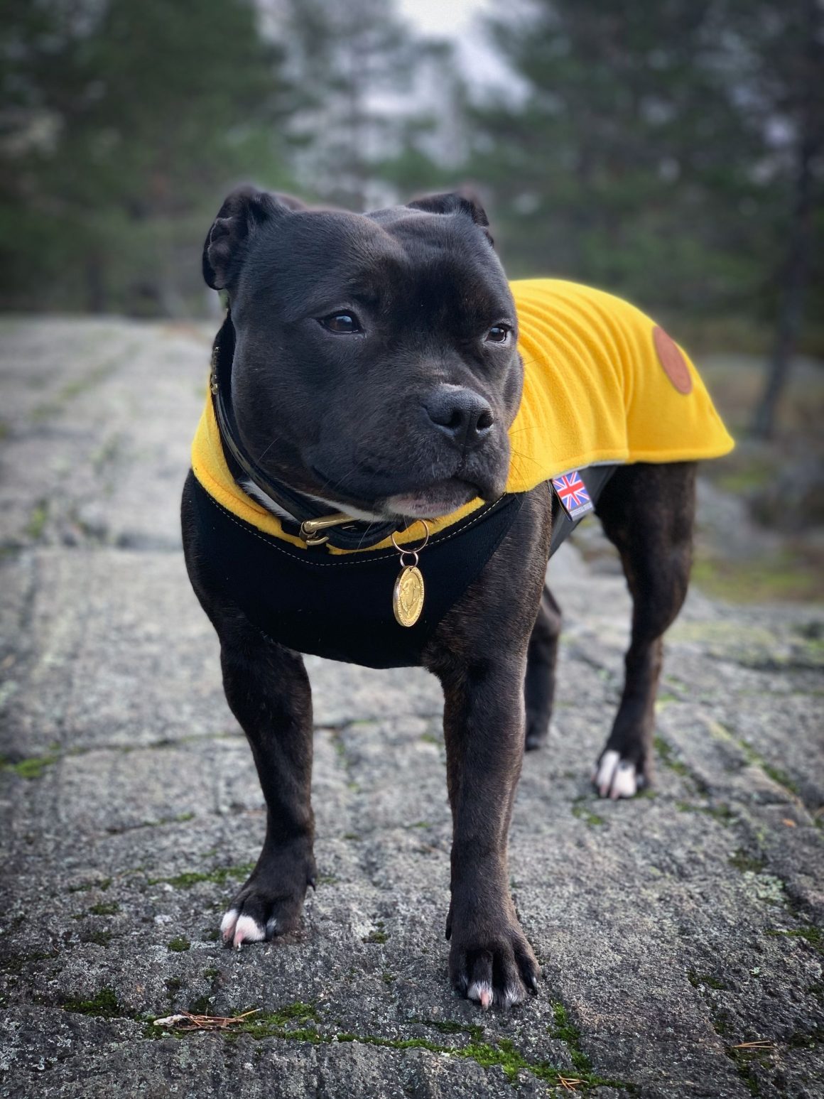 5 Popular Types of Pit Bull Dog Breeds