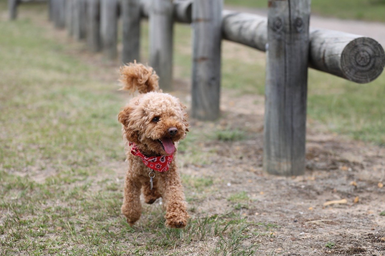 Toy Poodle: Dog Breed Profile and Information