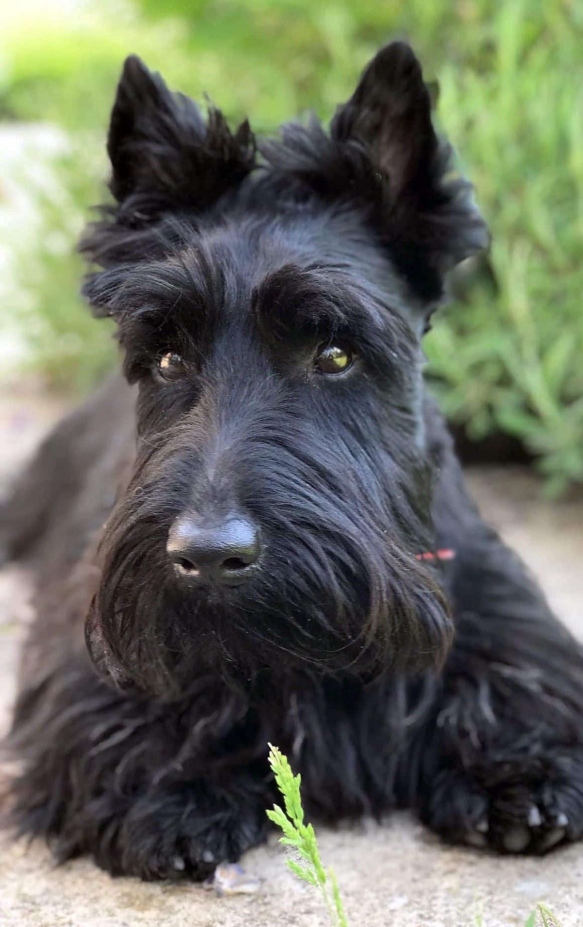 Top 10 Scottish Dog Breeds