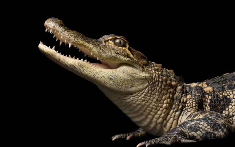 American Alligator: Profile and Information