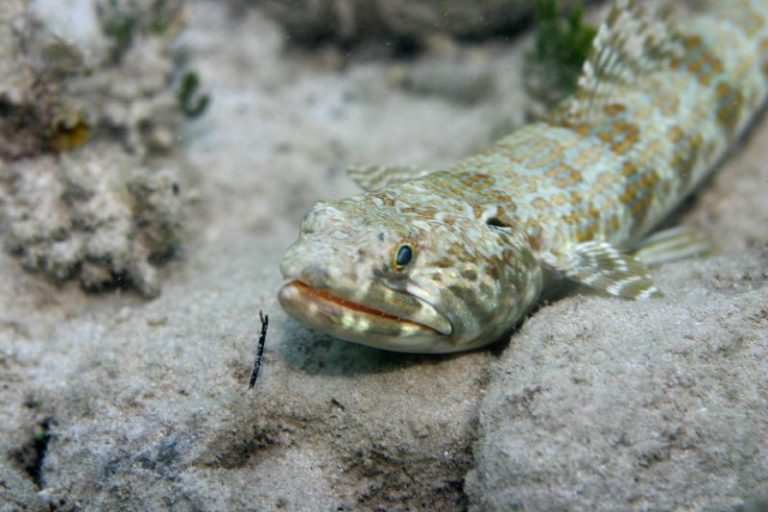 Fish 101: Introduction to Fishes