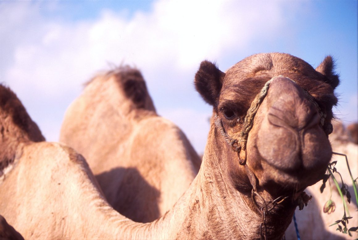 11 Animals With Multiple Stomachs (With Pictures)